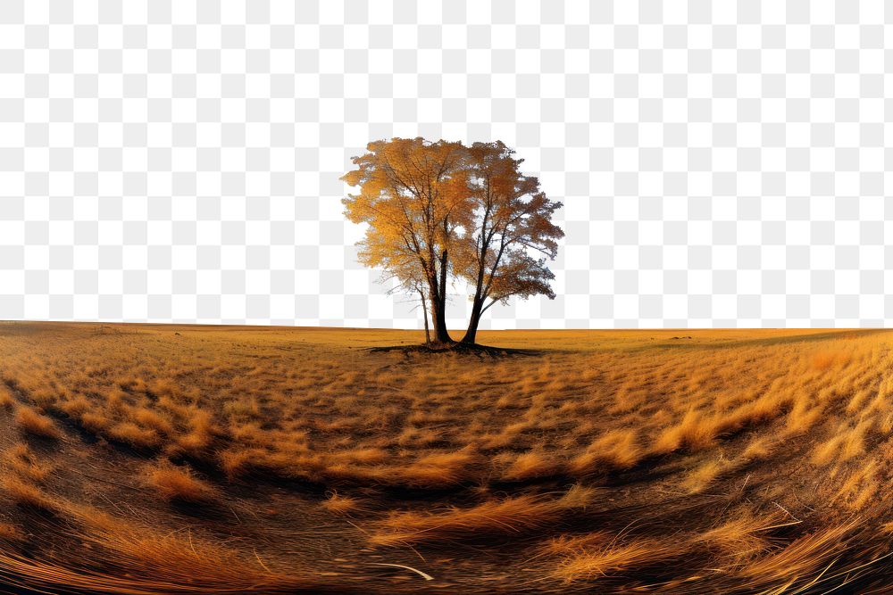 PNG Lone tree autumn field. | Premium PNG - rawpixel