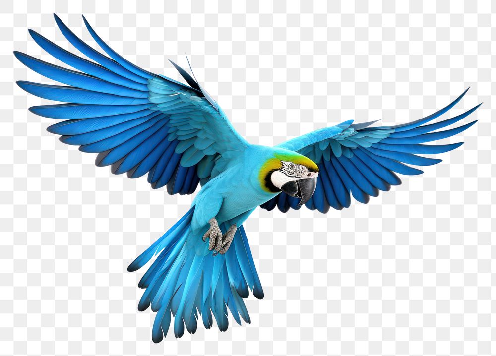 PNG Parrot flying animal bird. | Premium PNG - rawpixel