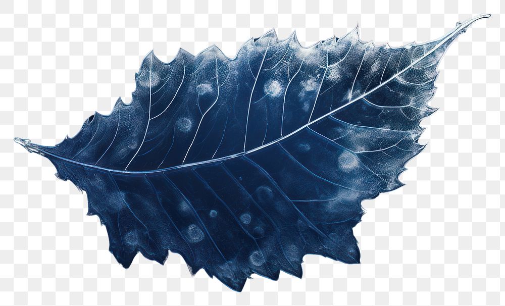 PNG Leaf leaf blue nature. | Free PNG - rawpixel