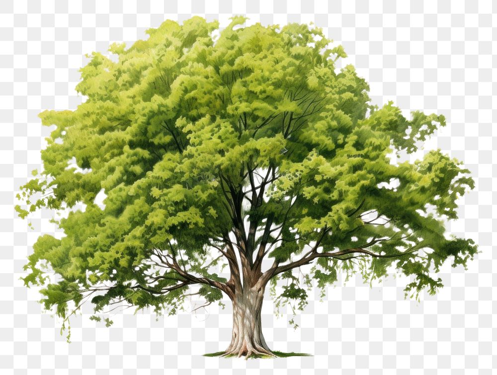 PNG Tree plant maple | Free PNG - rawpixel