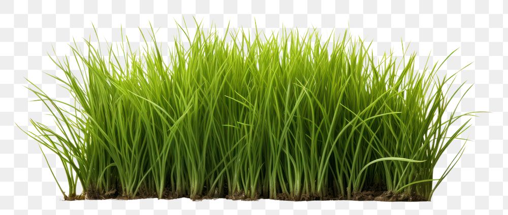 PNG Grass plant lawn agriculture. | Free PNG - rawpixel