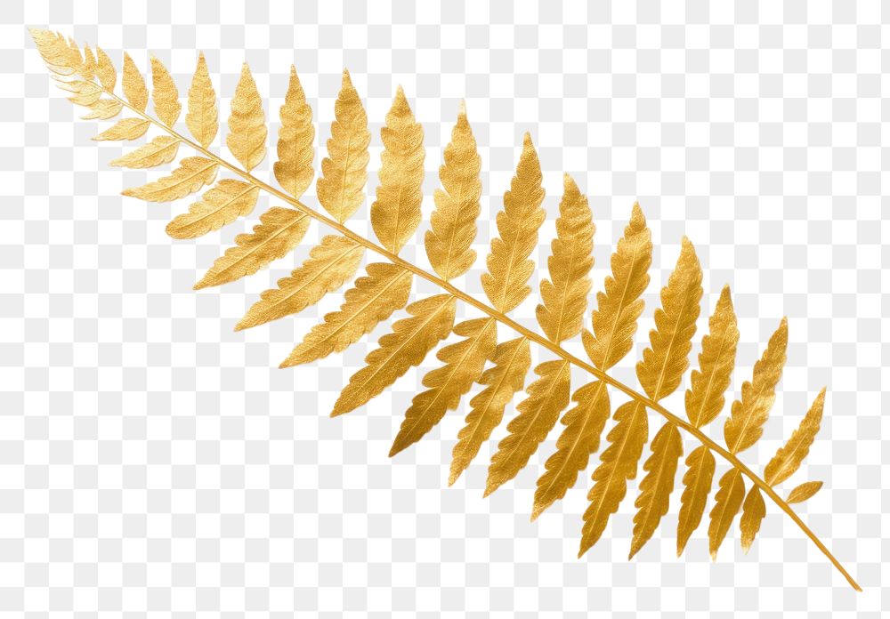 PNG Golden fern leaf gold | Free PNG - rawpixel