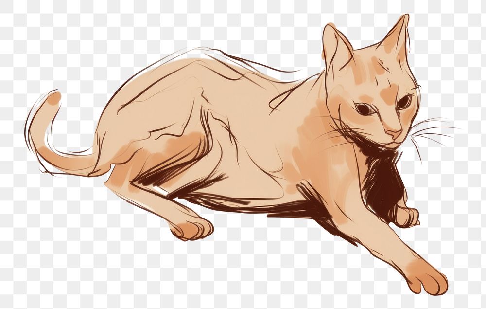 PNG Cat drawing sketch animal. | Free PNG - rawpixel