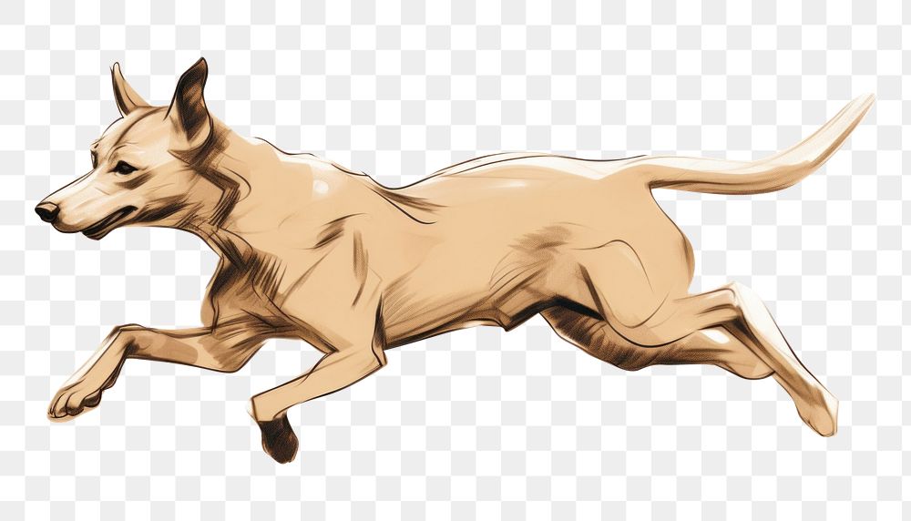 Dingo Images | Free Photos, PNG Stickers, Wallpapers & Backgrounds ...