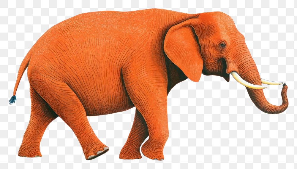 PNG Elephant wildlife animal mammal. | Premium PNG - rawpixel