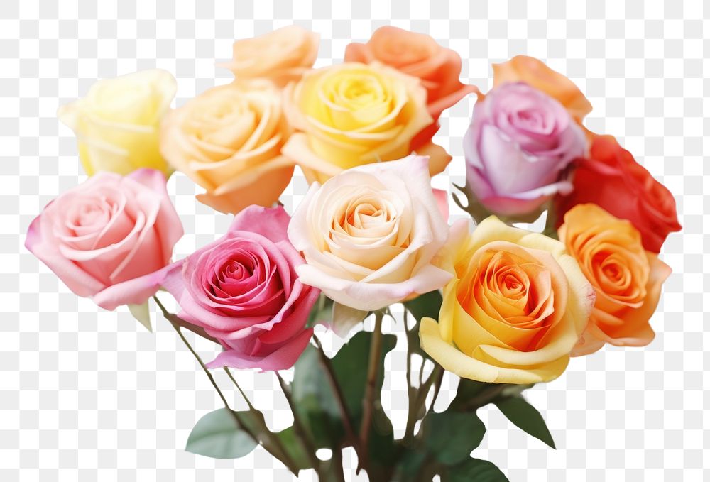 PNG Colorful rose bouquet flower | Free PNG - rawpixel