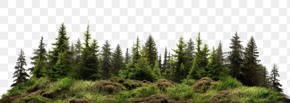 PNG Forest vegetation outdoors woodland. | Premium PNG - rawpixel
