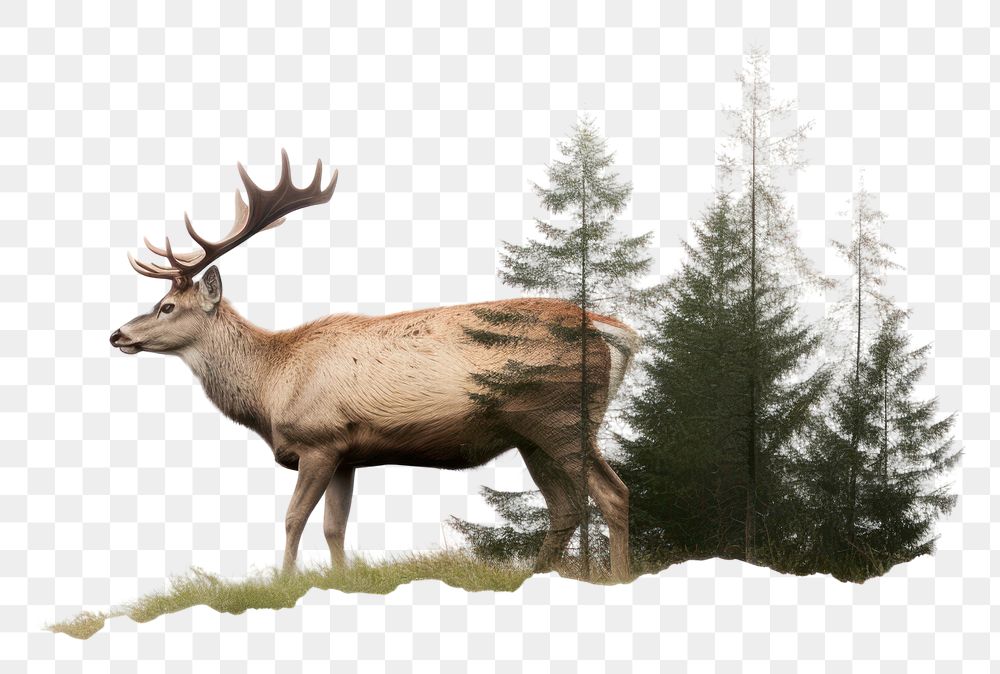PNG Deer bend neck wildlife | Premium PNG - rawpixel