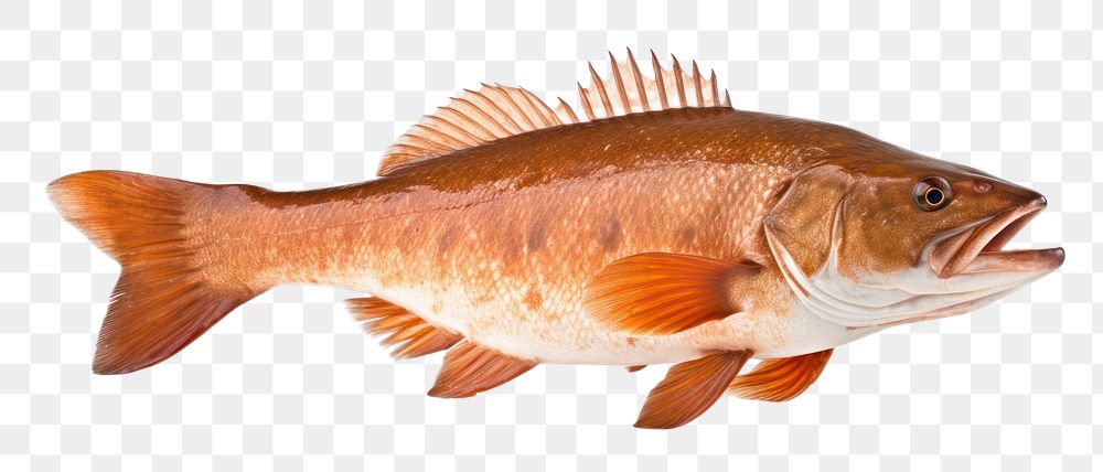 Carp PNG Images | Free Photos, PNG Stickers, Wallpapers & Backgrounds ...