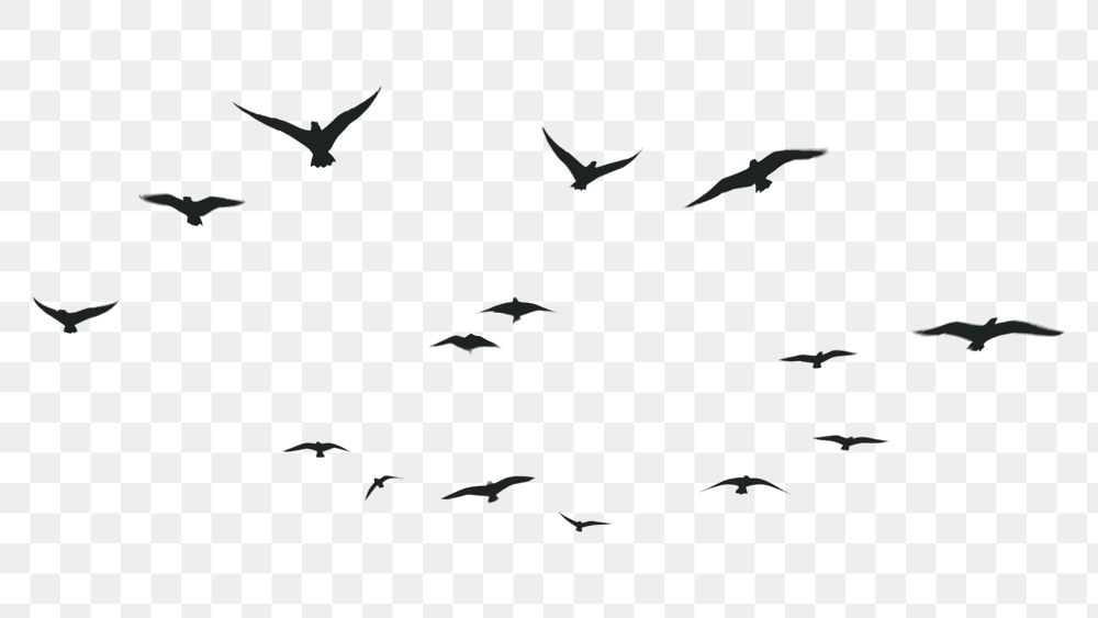 PNG Birds flying sky outdoors | Premium PNG - rawpixel