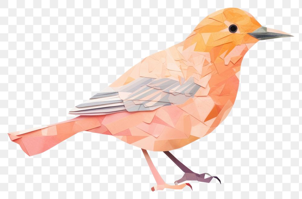 PNG Bird animal robin beak. | Free PNG - rawpixel