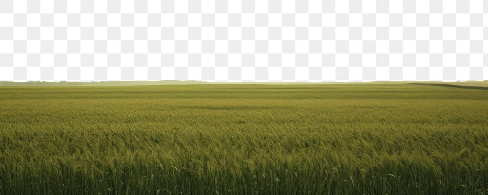 PNG Green field grassland outdoors | Premium PNG - rawpixel