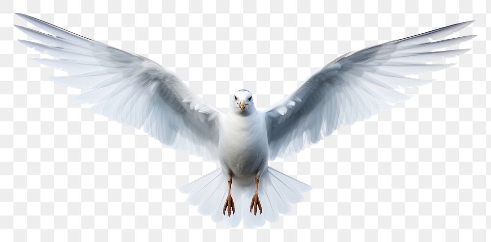 PNG Seagull flying animal white | Free PNG - rawpixel