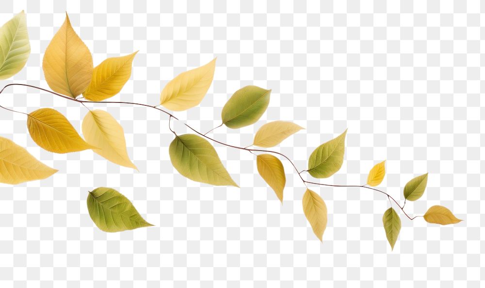 PNG Leaves plant leaf tranquility. | Free PNG - rawpixel
