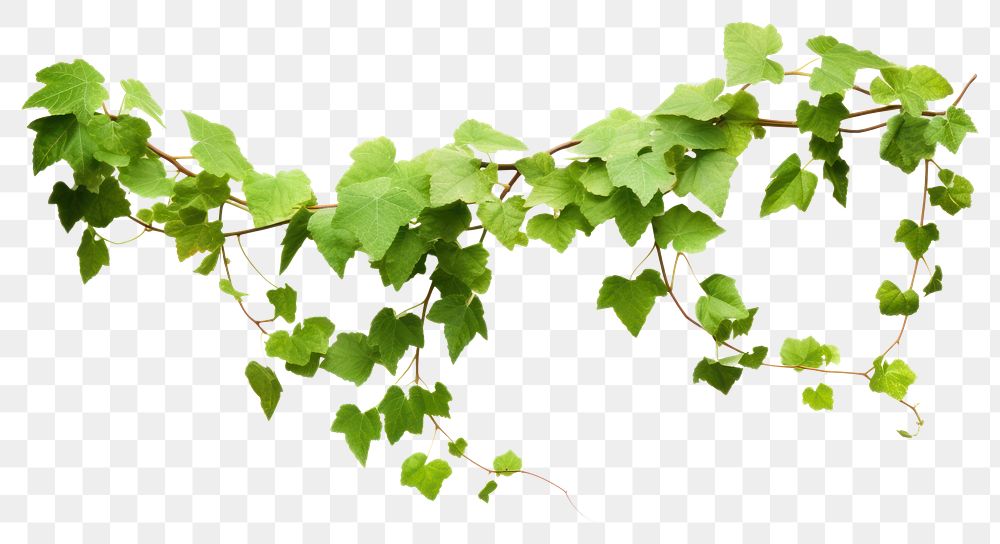 PNG Freshness outdoors parsley branch | Premium PNG - rawpixel