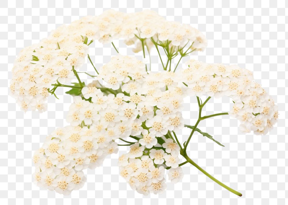 PNG Wildflower blossom yarrow plant | Premium PNG - rawpixel