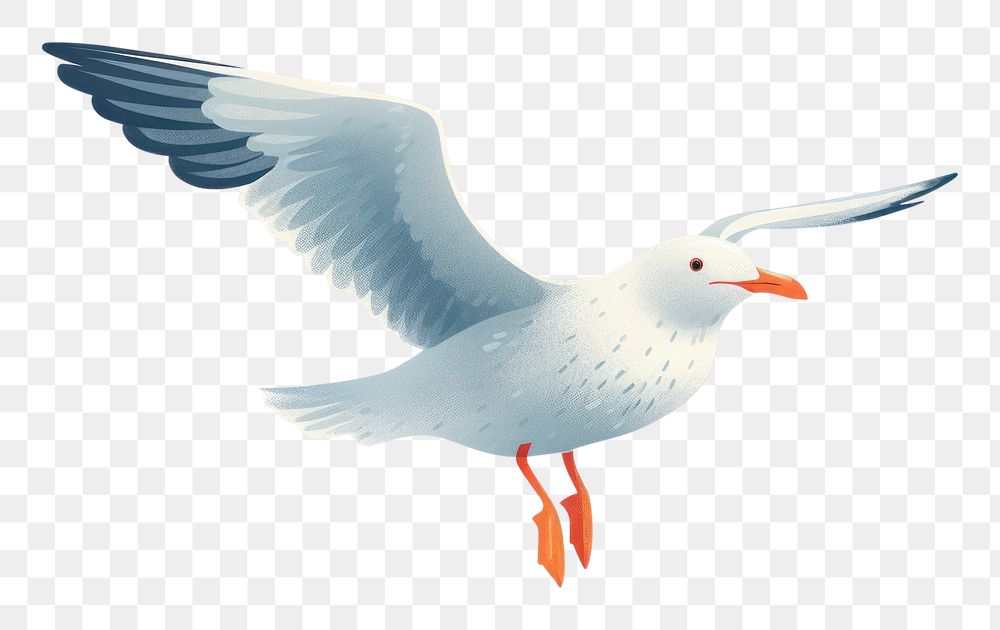 PNG Seagull flying animal white | Free PNG - rawpixel
