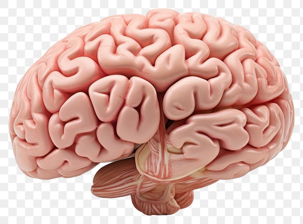 PNG Brain Anatomy anatomy medical | Free PNG - rawpixel