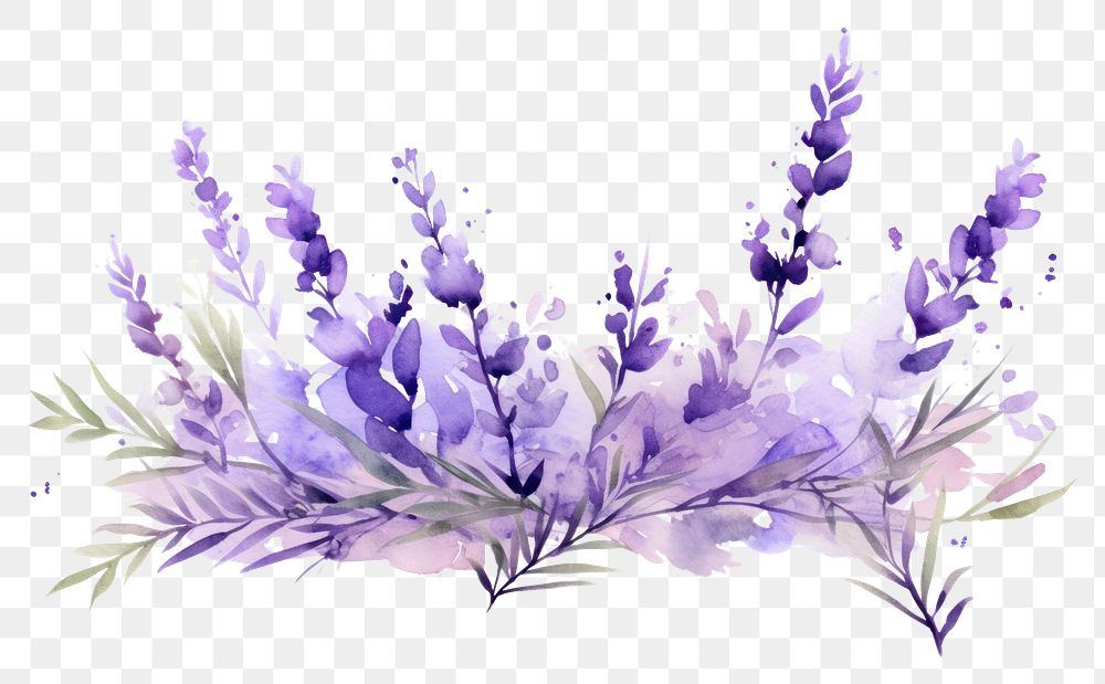 PNG Lavender flowers blossom purple | Premium PNG - rawpixel
