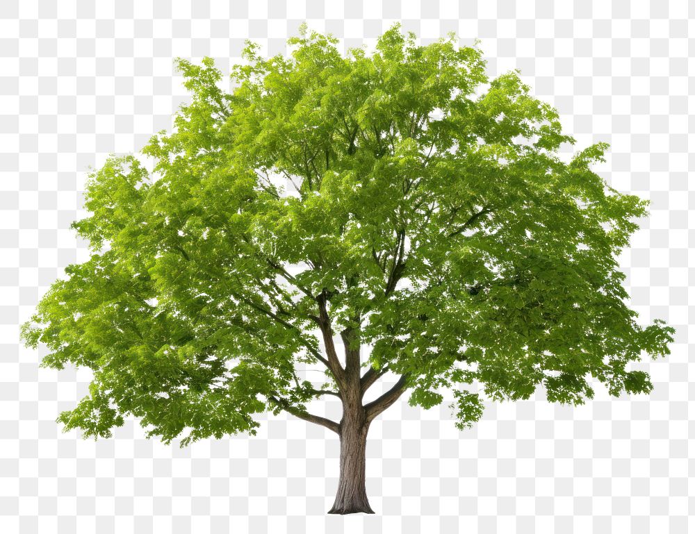 PNG Elm plant tree nature. | Premium PNG - rawpixel
