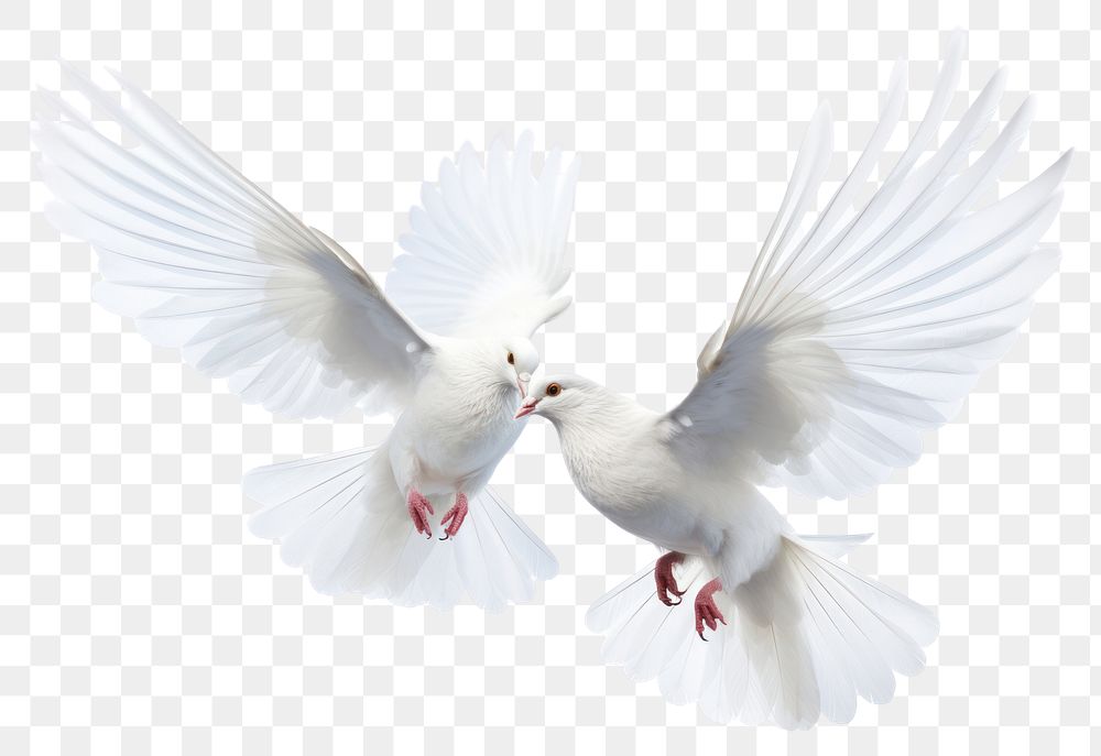 PNG White dove flying animal | Free PNG - rawpixel