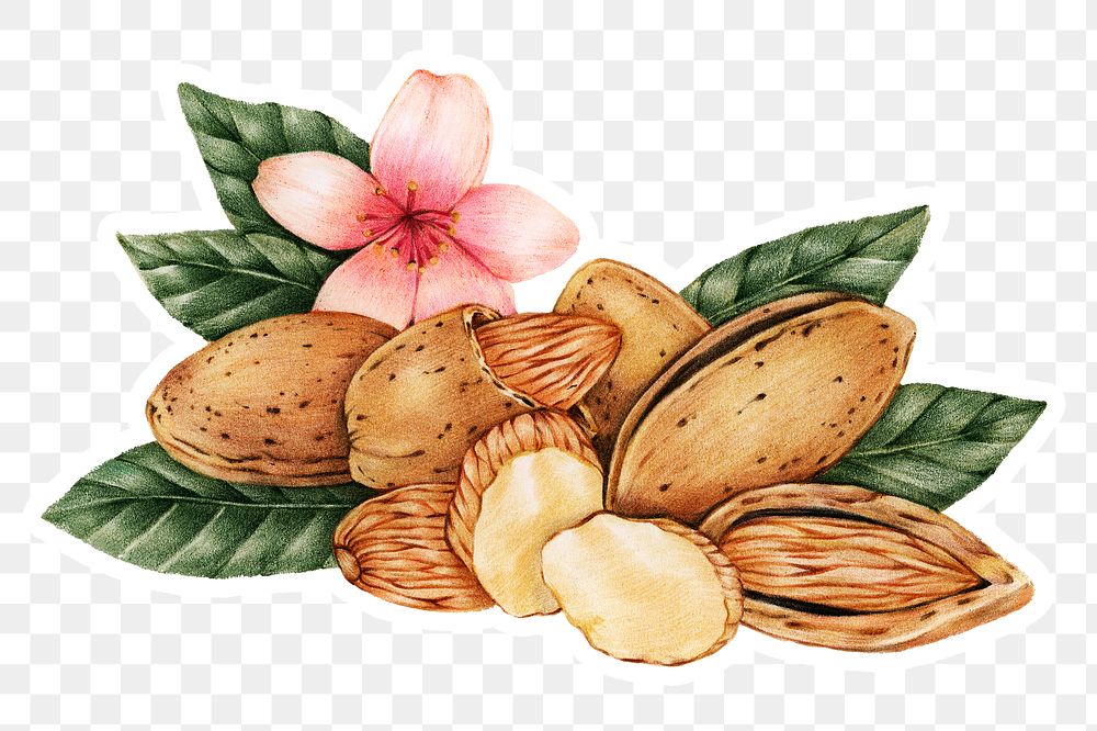 Hand drawn almonds sticker with a white | Premium PNG Sticker - rawpixel