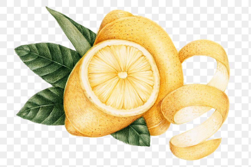 Hand drawn lemons fruit sticker | Premium PNG Sticker - rawpixel