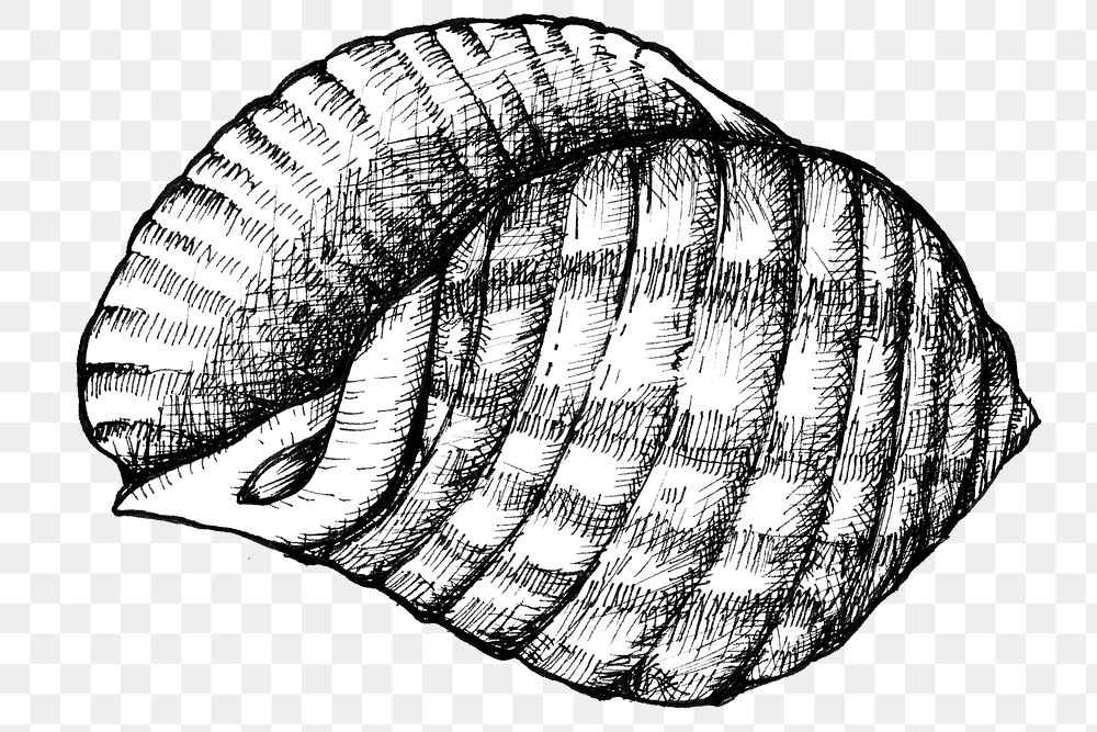 Black and white png conch | Premium PNG Sticker - rawpixel