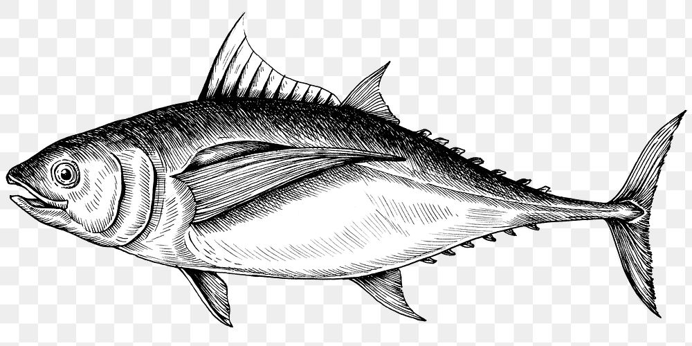 BW tuna png fish sticker | Free PNG Sticker - rawpixel