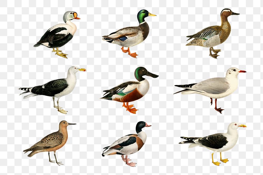 Avian birds png vintage drawn | Free PNG - rawpixel