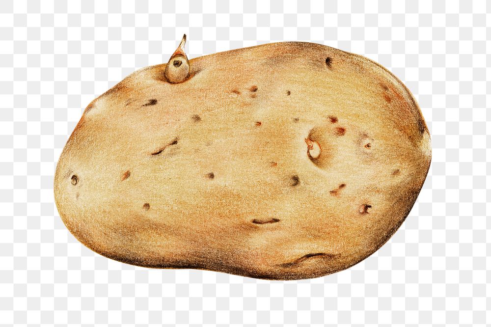 Organic raw food potato png | Free PNG Sticker - rawpixel