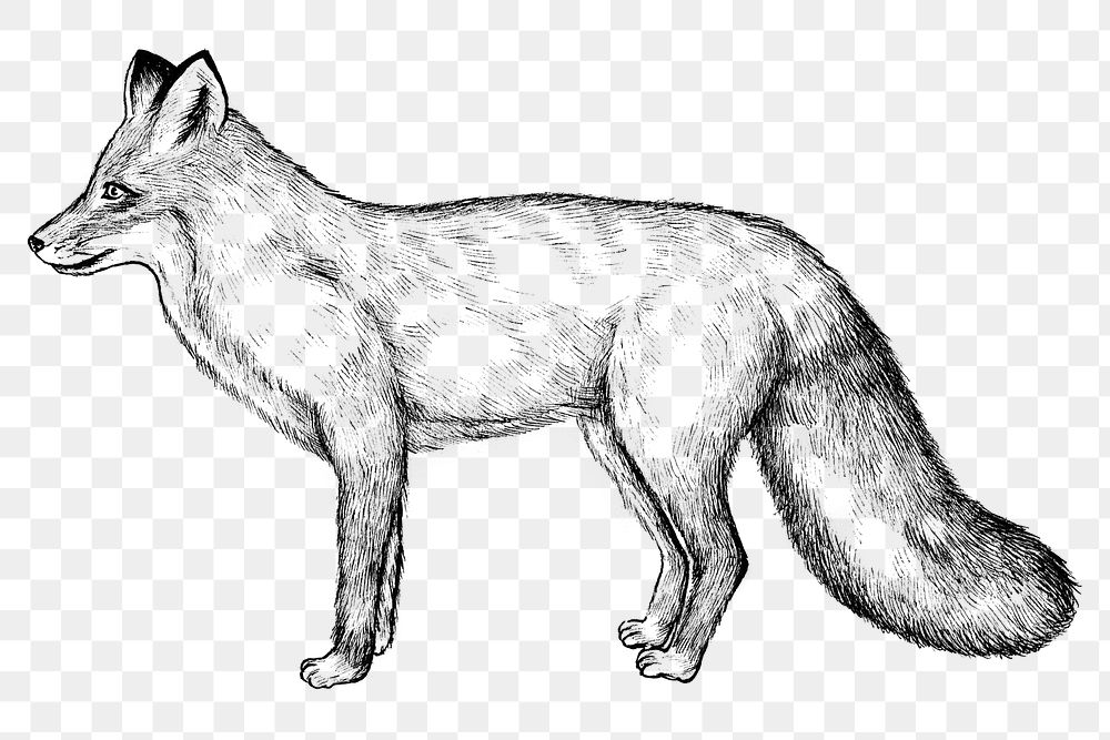Cute hand drawn fox transparent | Premium PNG Sticker - rawpixel