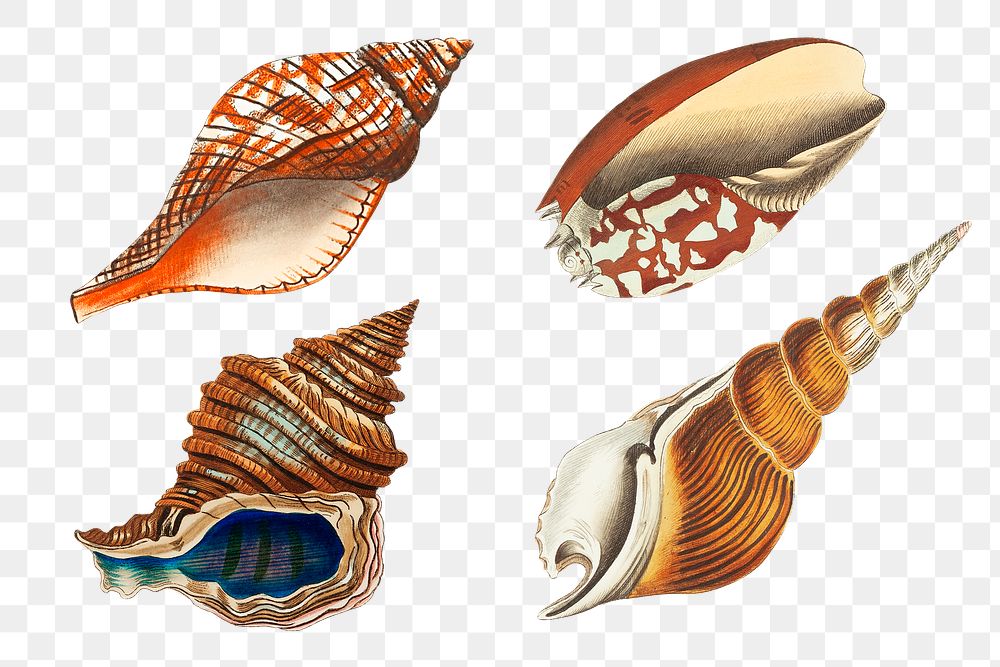 Colorful png seashells hand drawn | Premium PNG - rawpixel