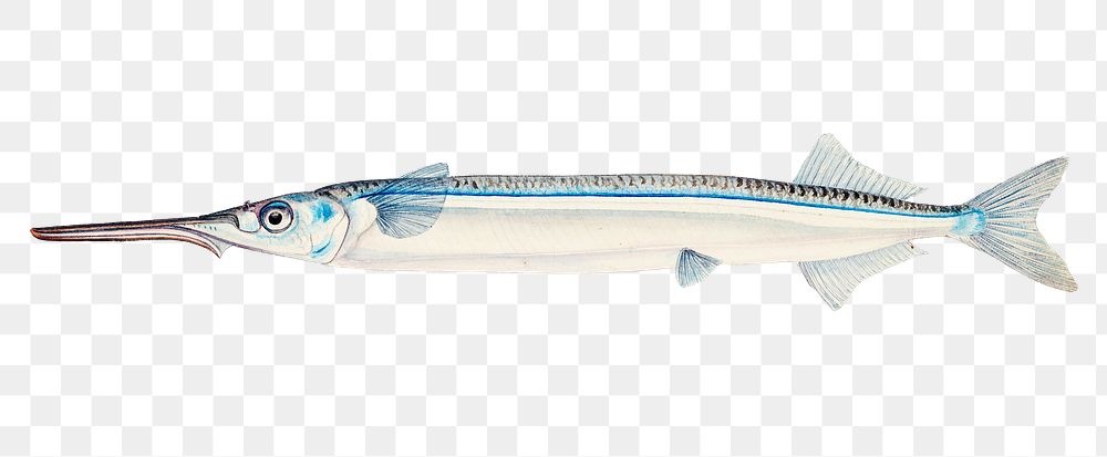 Garfish marine life png hand | Premium PNG Sticker - rawpixel