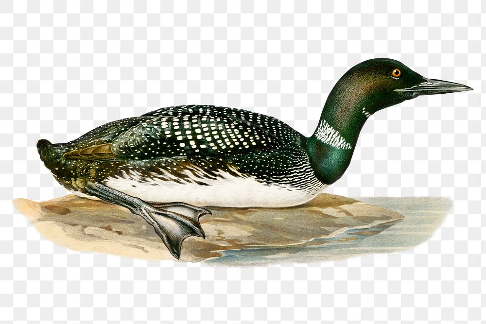 Png sticker common loon bird | Premium PNG Sticker - rawpixel