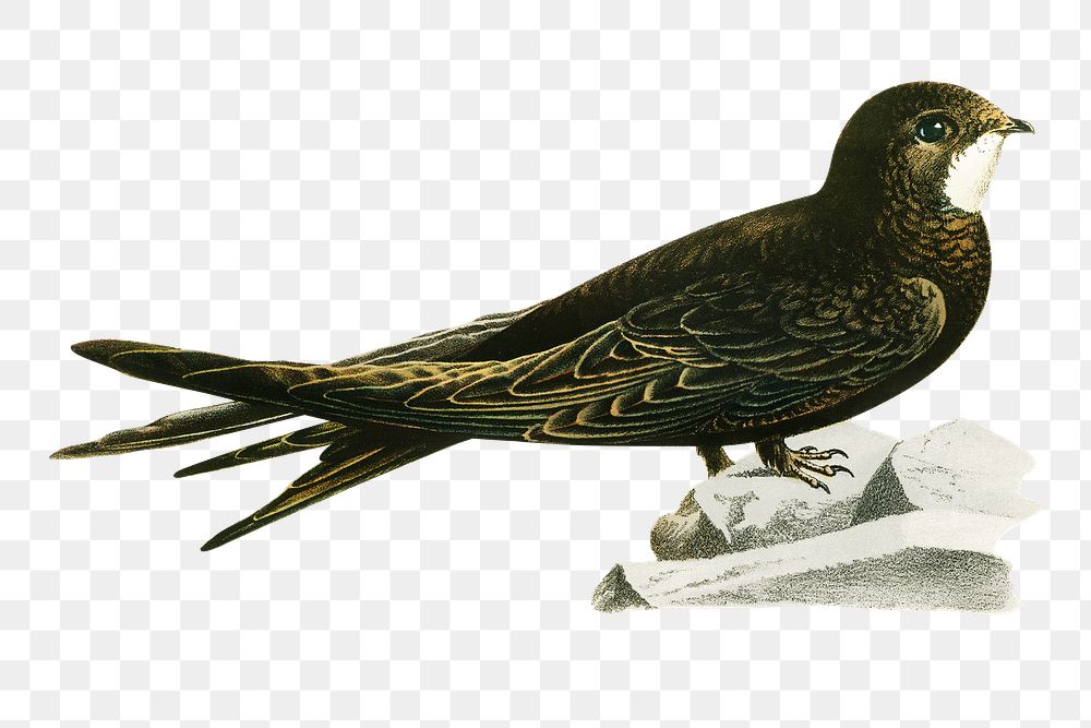 Transparent sticker common swift bird | Premium PNG Sticker - rawpixel