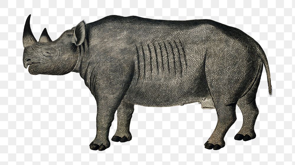 Black rhinoceros png vintage animal | Premium PNG Sticker - rawpixel