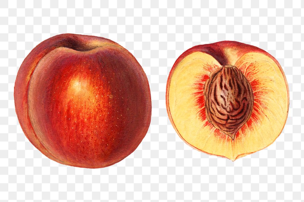 Vintage peaches transparent png. Digitally | Premium PNG Sticker - rawpixel