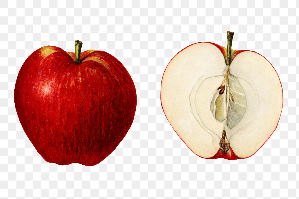 Vintage apples transparent png. Digitally | Premium PNG Sticker - rawpixel