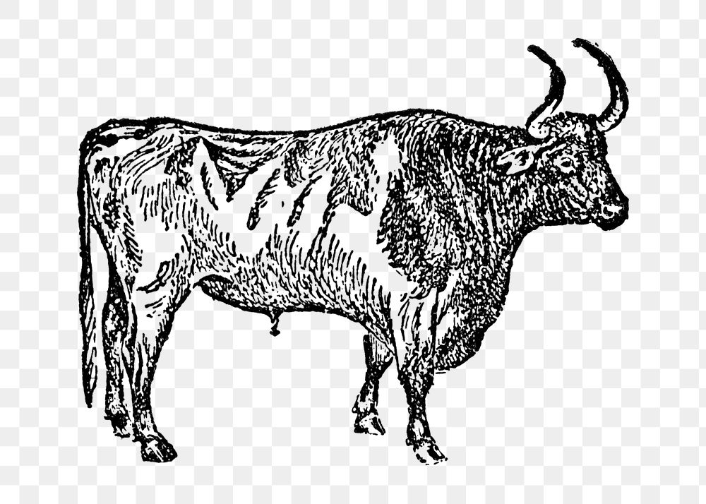 Bull sticker png, black ink | Premium PNG - rawpixel