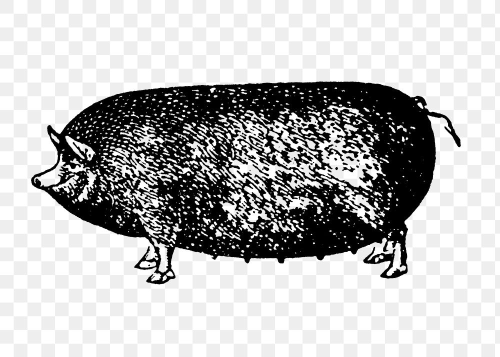 Pig sticker png, black ink | Premium PNG - rawpixel