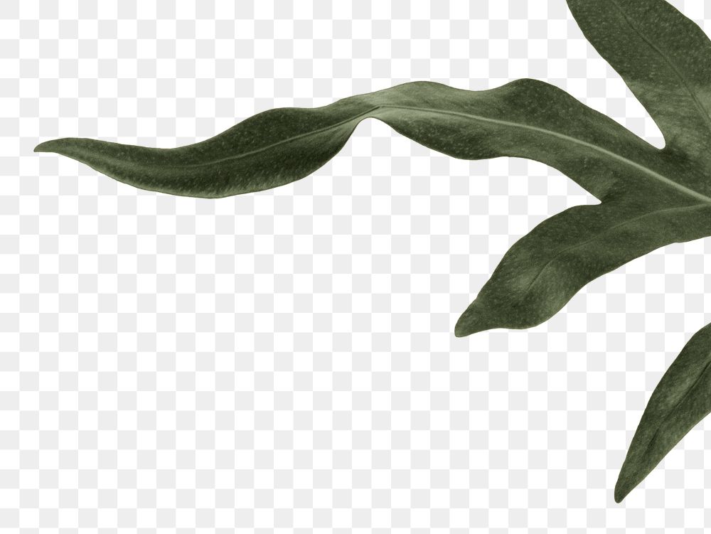 Png arrowhead fern doryopteris nobilis | Premium PNG Sticker - rawpixel