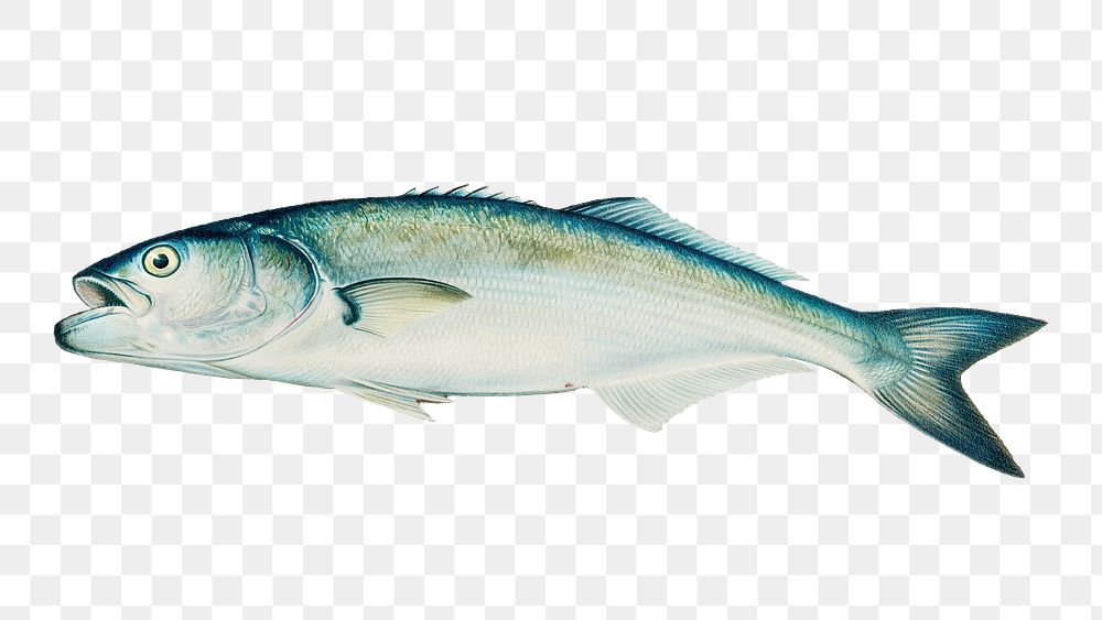 Vintage Sprat chromolithograph | Premium PNG Sticker - rawpixel