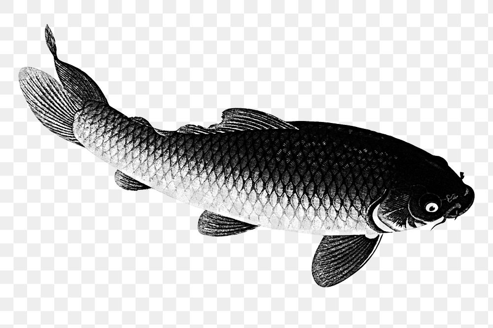Gray carp fish design element | Free PNG Sticker - rawpixel