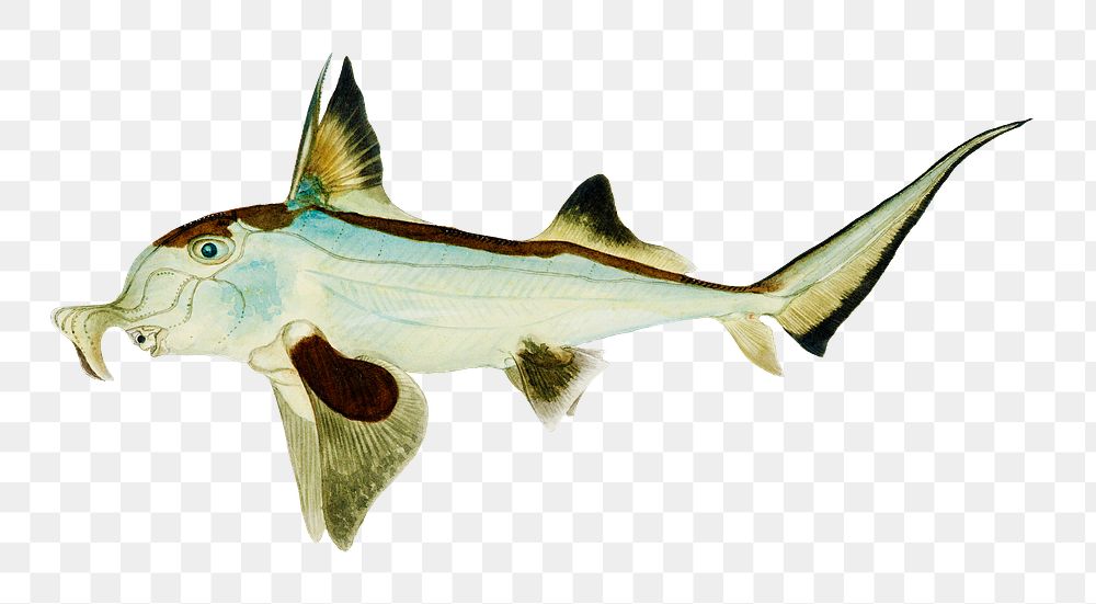 Antique elephant fish png illustration | Free PNG Sticker - rawpixel