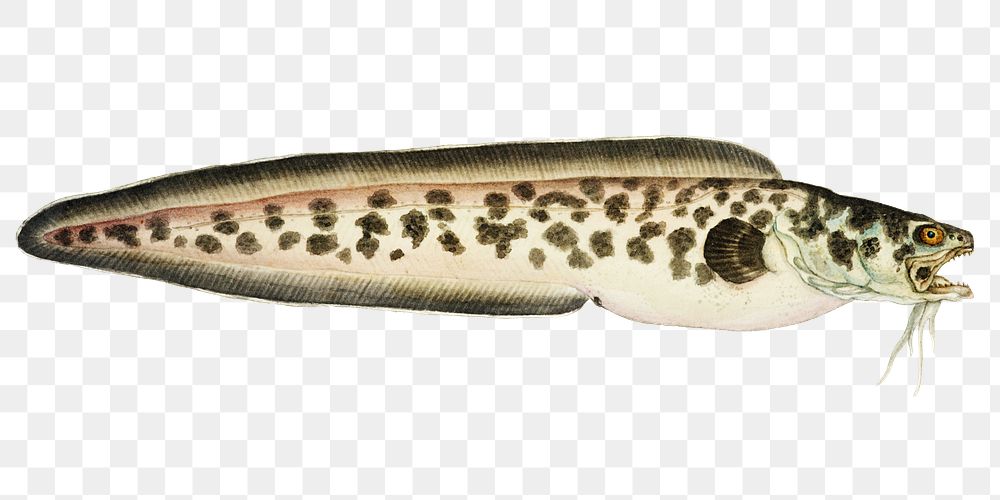 Antique ling fish png illustration | Free PNG Sticker - rawpixel