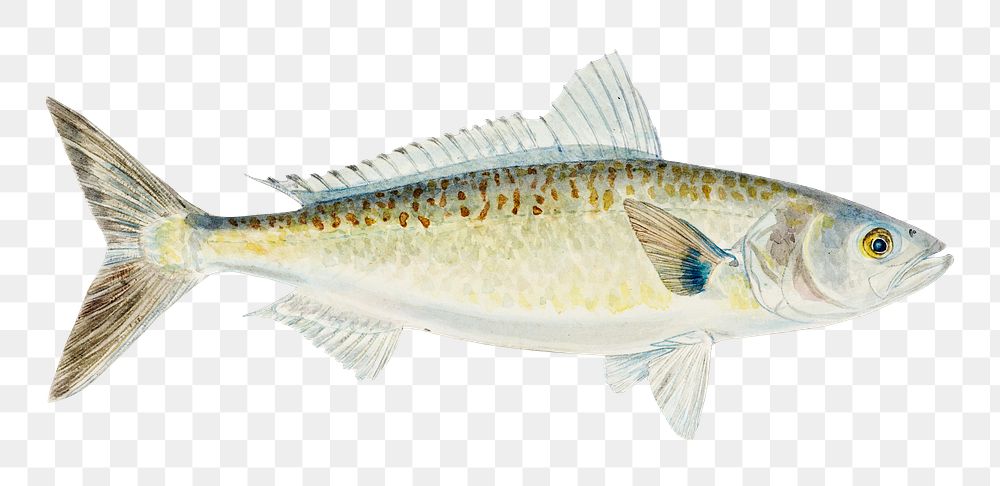 Arripis Trutta PNG Images | Free Photos, PNG Stickers, Wallpapers ...