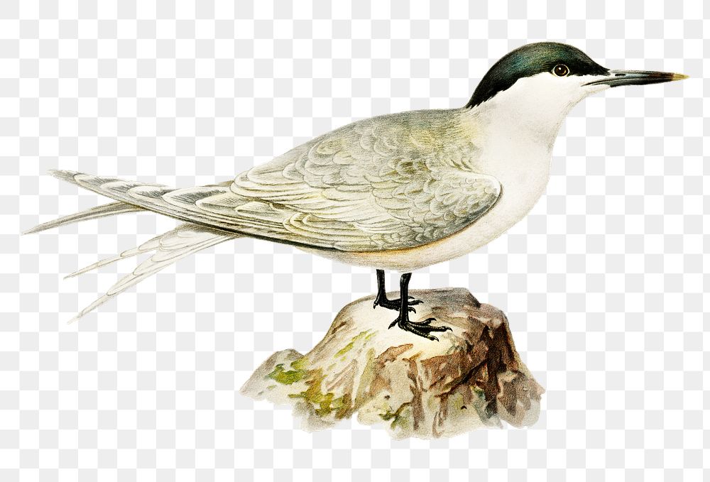 Png sticker sandwich tern bird | Free PNG Sticker - rawpixel