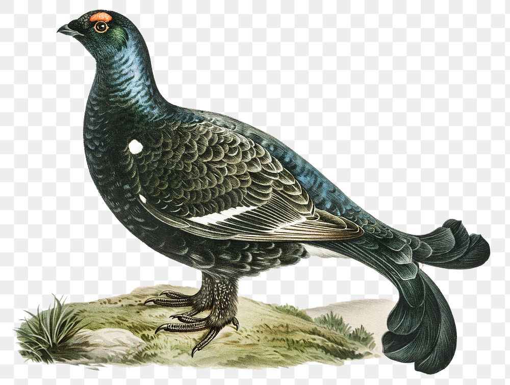 Black grouse vintage bird png | Premium PNG Sticker - rawpixel