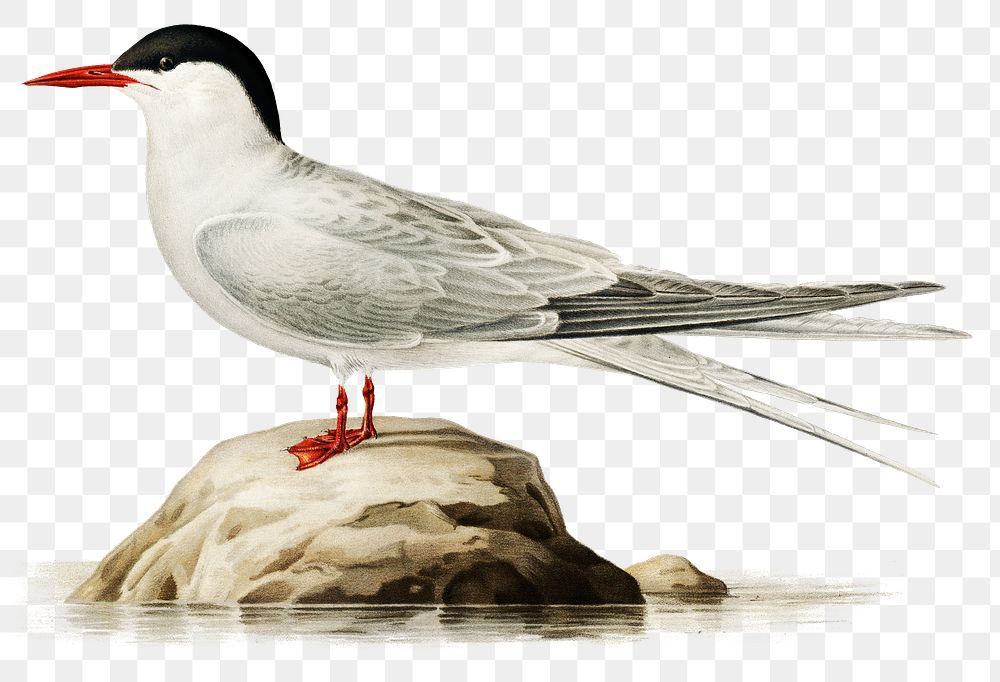 Png sticker tern bird hand | Premium PNG Sticker - rawpixel